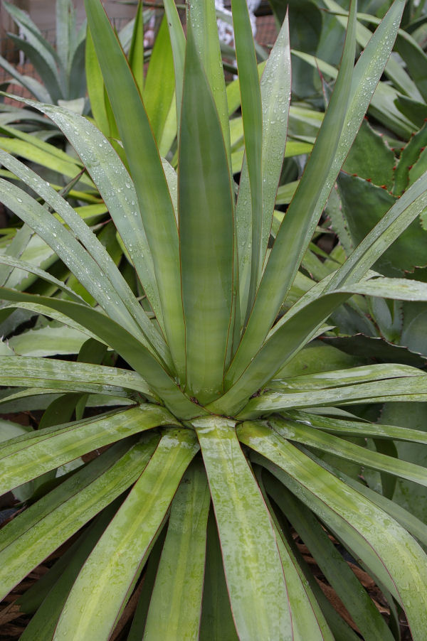 A. gilberti, full growing plant.Pict.Wim.Collection Jos.